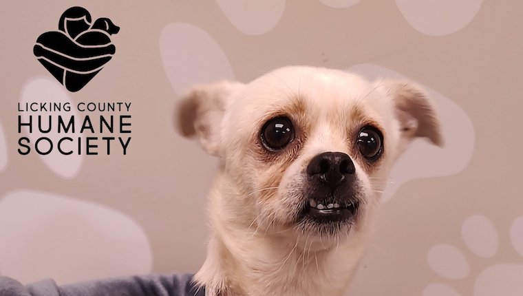 Ohio Shelter Rescues 80 Dogs From Hoarding Situation - DogTime