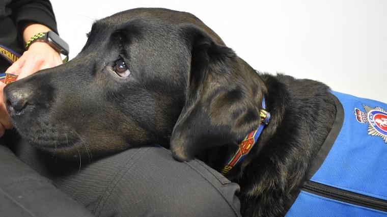 Dogs Receive 'OBE' for Public Service, Recognized as "Outstanding"