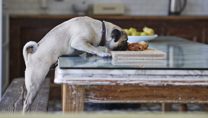 Fatty Tissue Inflammation in Dogs: Symptoms, Causes, & Treatments - DogTime