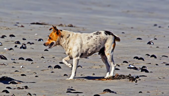 Front Leg Deformity in Dogs: Symptoms, Causes, & Treatments - DogTime