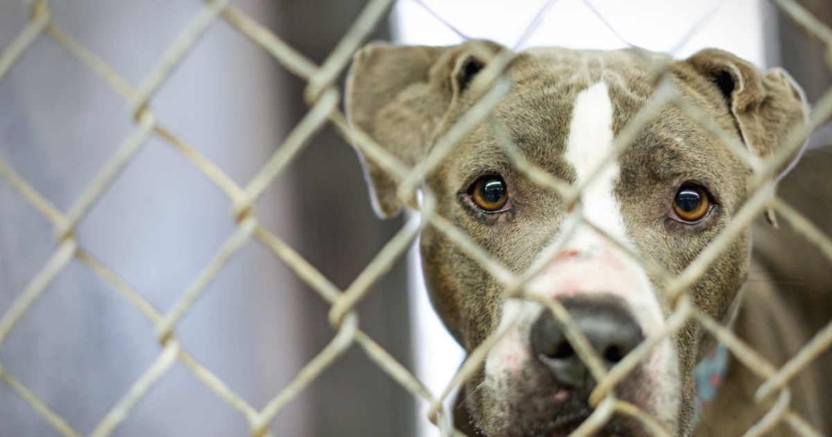 Clear the Shelters: New York Rescue Urges Adopting Longterm Residents