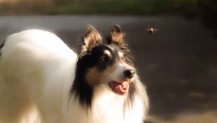 Dogs Sniff Out Bees’ Nests For Conservation - DogTime