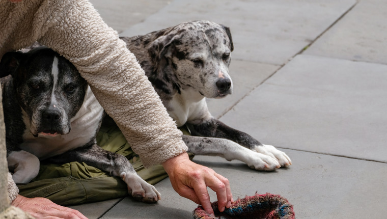 'Street Vet' Helping Unhoused People & Pets | DogTime