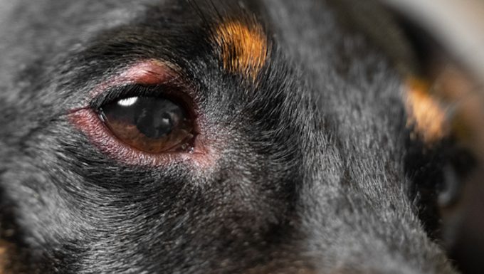 Eye Injuries in Dogs: Symptoms, Causes, & Treatments - DogTime