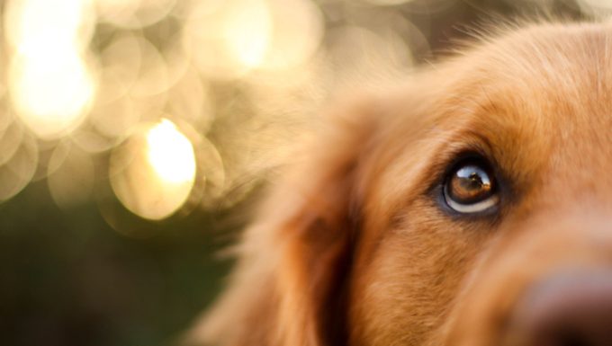 Eye Defects (Congenital) in Dogs: Symptoms, Causes, & Treatments - DogTime