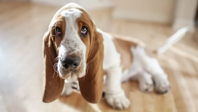 Fatty Layer Under the Skin in Dogs: Symptoms, Causes, & Treatments ...