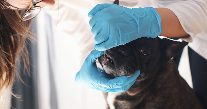 Maxillary and Mandibular Fractures in Dogs: Symptoms, Causes ...