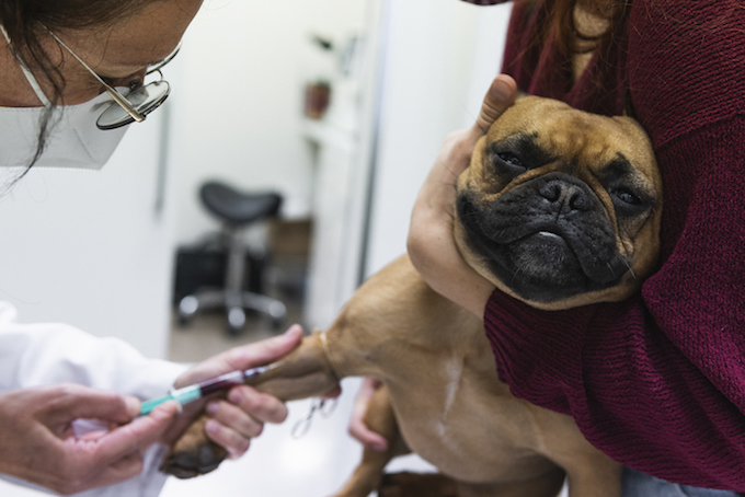 Excessive Blood Clotting in Dogs: Symptoms, Causes, & Treatments - DogTime