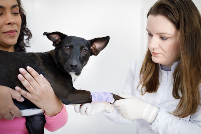 Brachial Plexus Avulsion in Dogs: Symptoms, Causes, & Treatments - DogTime