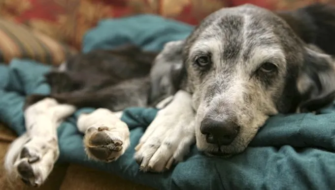 Excessive Blood Clotting in Dogs: Symptoms, Causes, & Treatments - DogTime