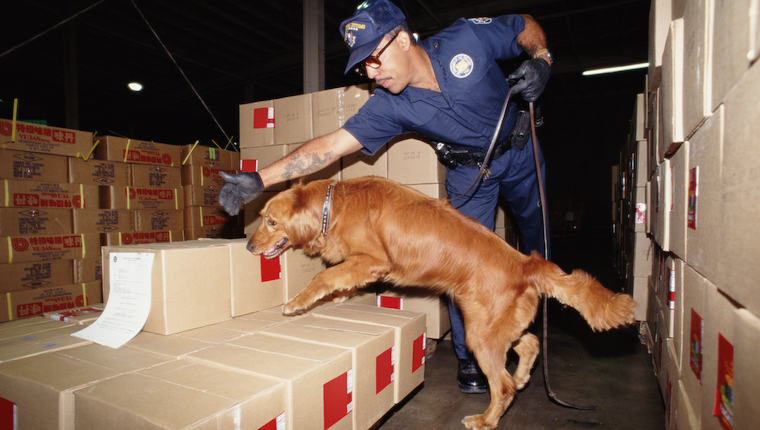 The United States' Next Supply Shortage: Bomb-Sniffing Dogs