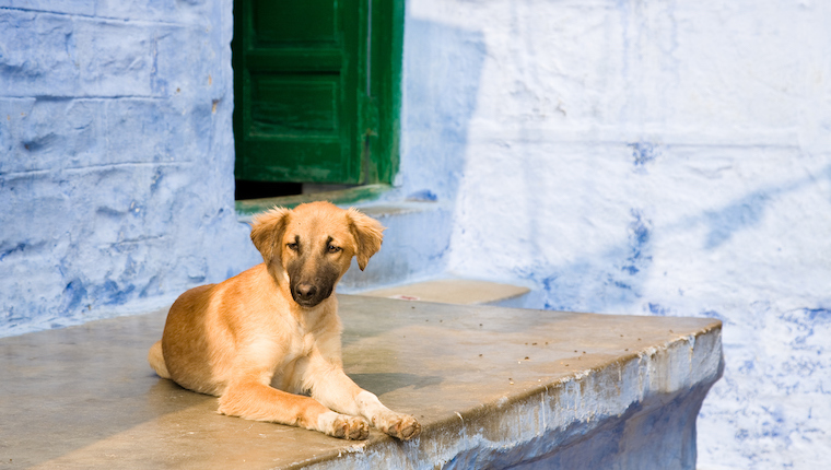 Native Dogs of India: A Day in the Life of One of the Oldest Native Breeds