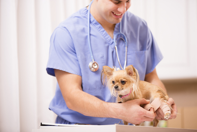 Front Leg Deformity in Dogs: Symptoms, Causes, & Treatments - DogTime