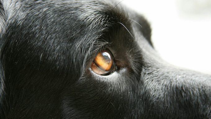 Eye Displacement in Dogs: Symptoms, Causes, & Treatments - DogTime