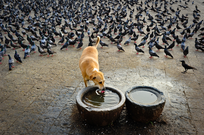 Cryptococcosis in Dogs: Symptoms, Causes, & Treatments - DogTime