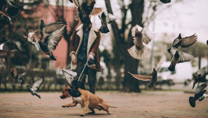 Cryptococcosis in Dogs: Symptoms, Causes, & Treatments - DogTime