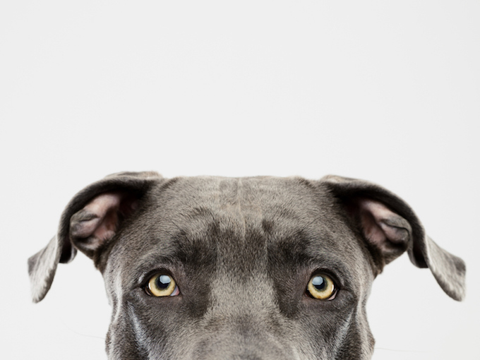 Eye Defects (Congenital) in Dogs: Symptoms, Causes, & Treatments - DogTime
