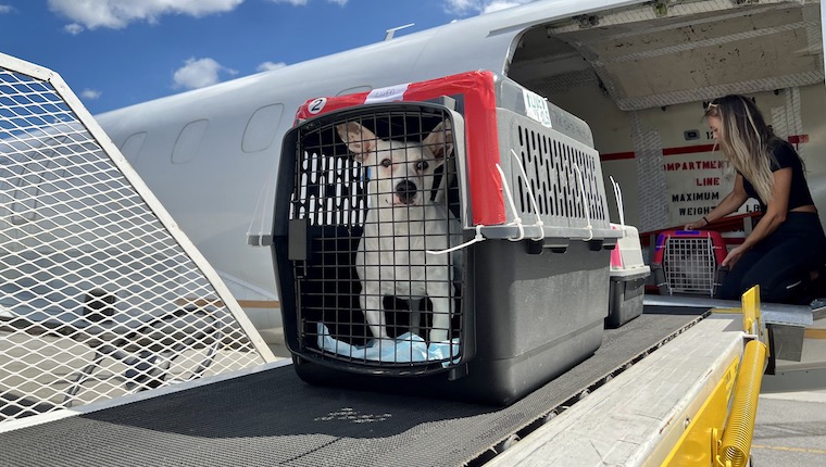 News - Page 57 of 243 - DogTime