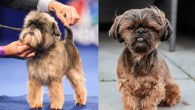 Dog Breeds - Complete List of Dog Profiles