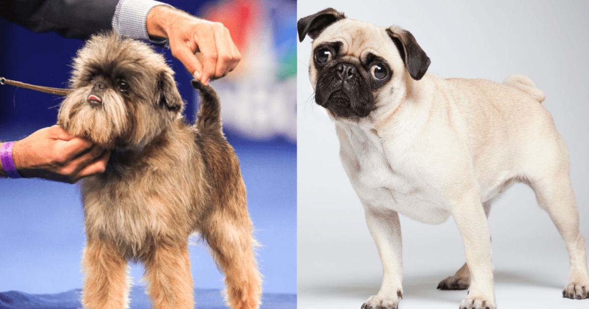 Affenpug Dog Breed Information & Characteristics