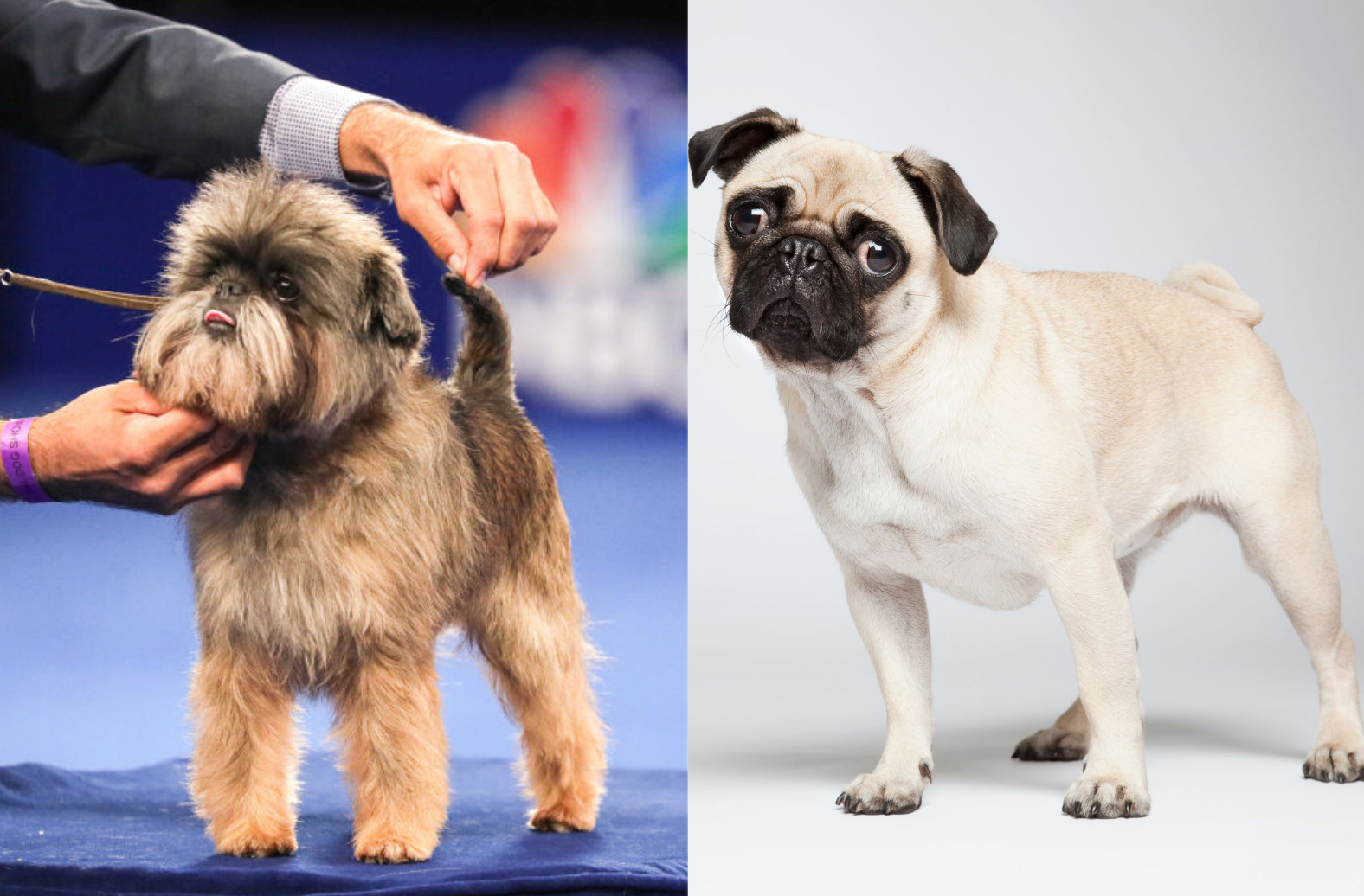 Dog Breeds - Types of Dogs