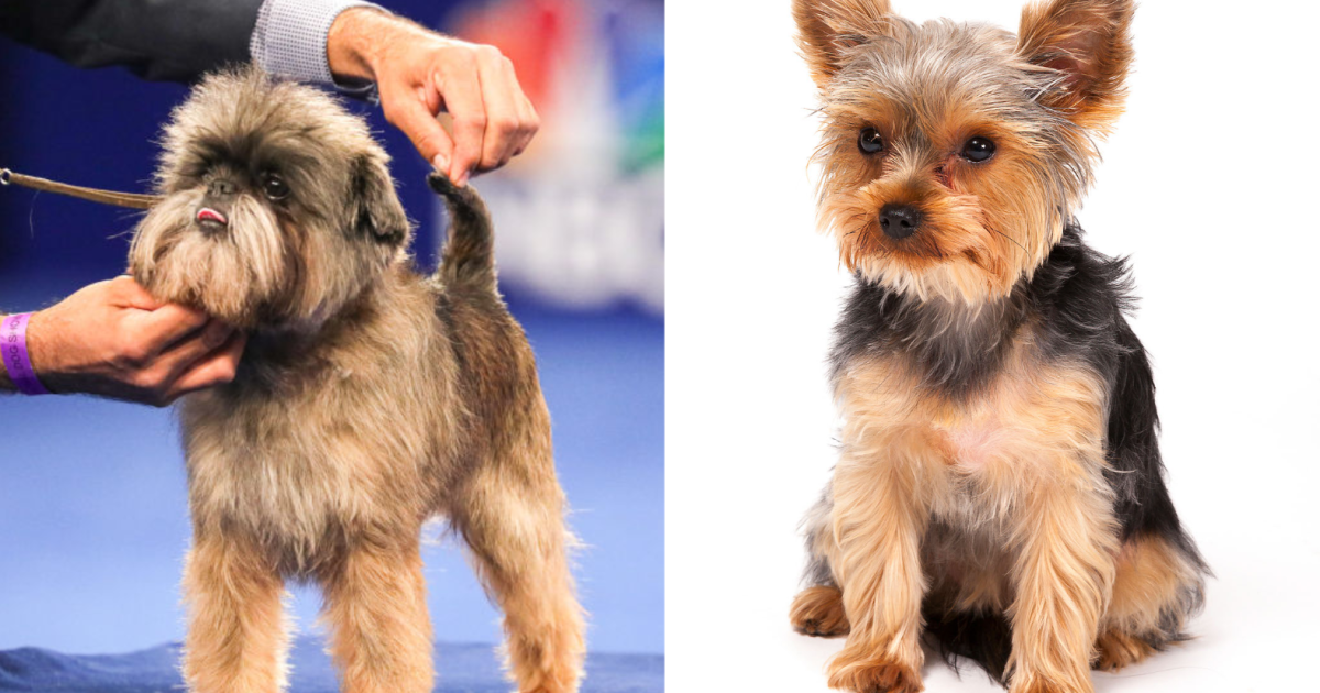 Affenshire Dog Breed Pictures, Characteristics, and Facts