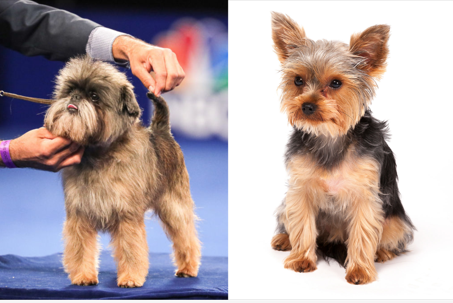 Dog Breeds - Types of Dogs