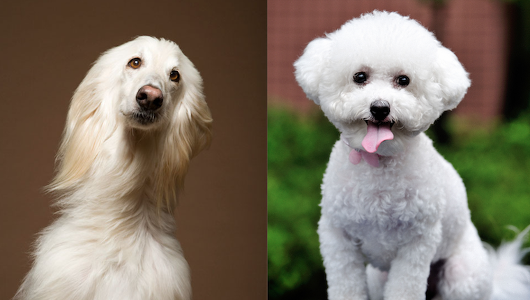 Dog Breeds - Types of Dogs