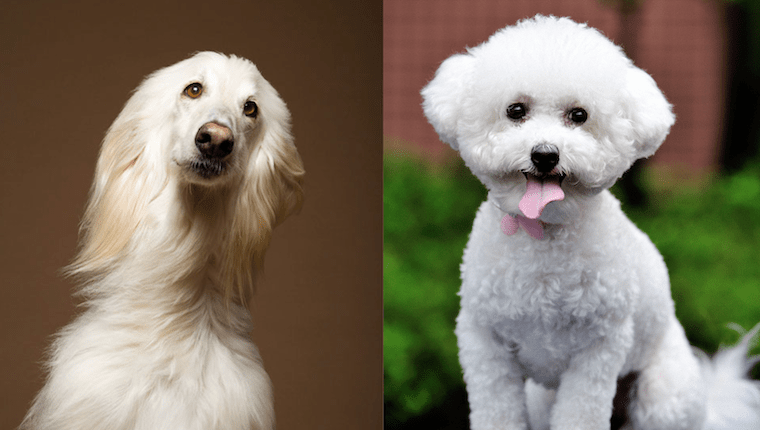 Dog Breeds - Types of Dogs