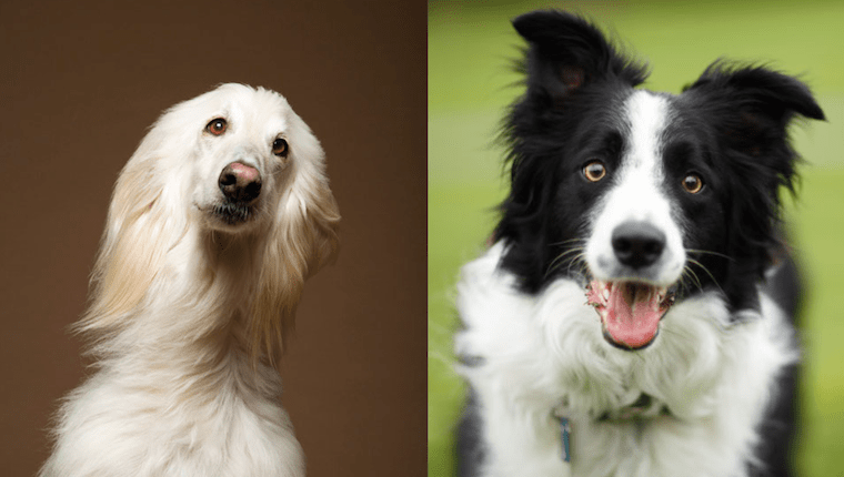 Afghan Collie Dog Breed Information & Characteristics