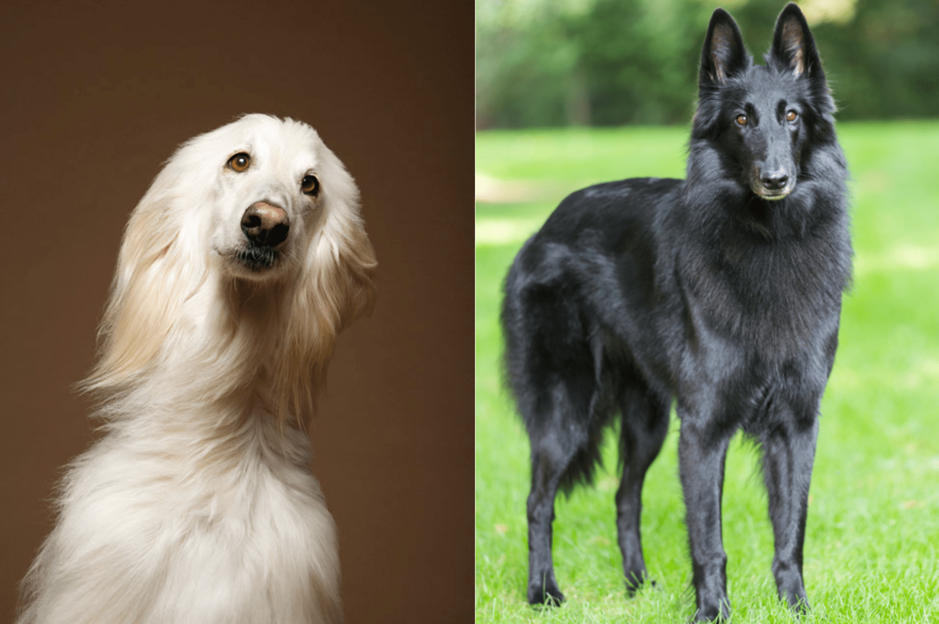 Afghan Sheepdog Breed Pictures, Characteristics, and Facts