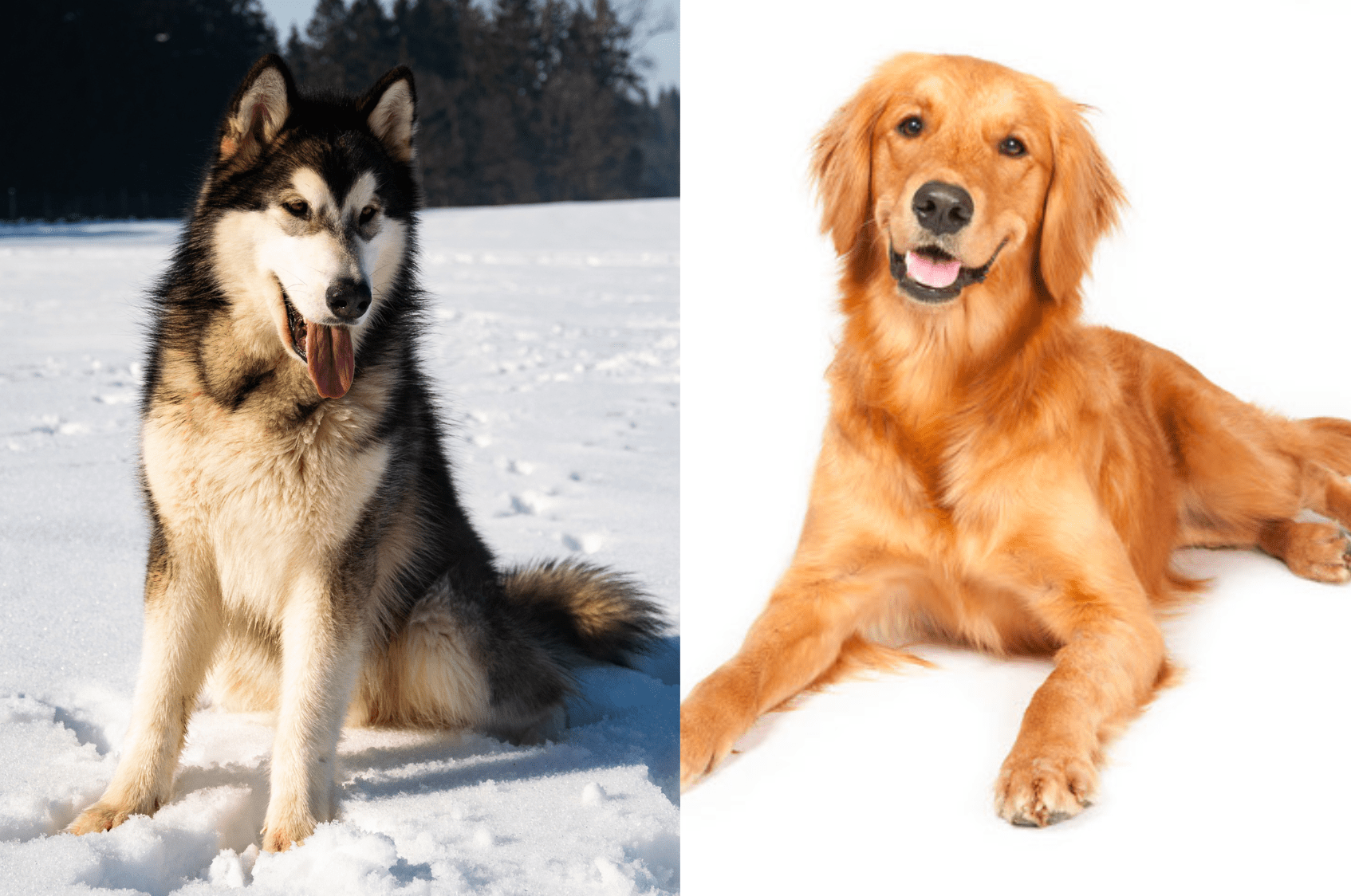 Alaskan Goldenmute Dog Breed Pictures, Characteristics, and Facts