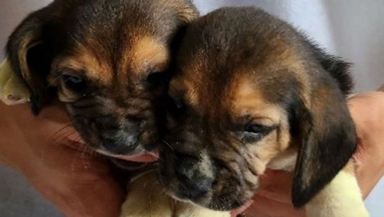 Dogs Created from Cloned, CRISPR-Edited Skin Cells