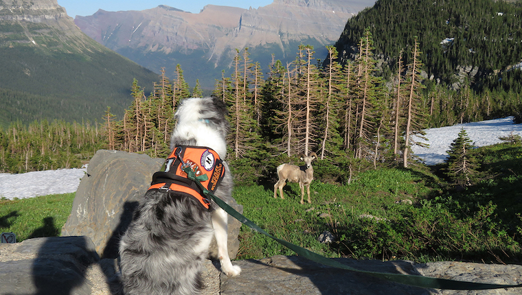 Bark Ranger Keeps Wildlife and Visitors Safe at Glacier National Park