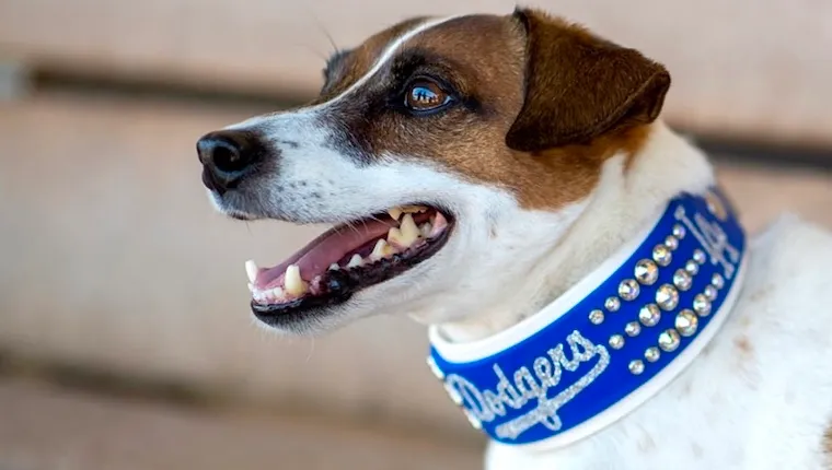 Dodger Stadium Holds First-Ever Pet Adoption Event