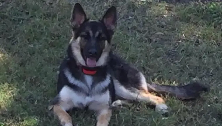 Stolen Dog Found 600 Miles Away Years After Disappearing
