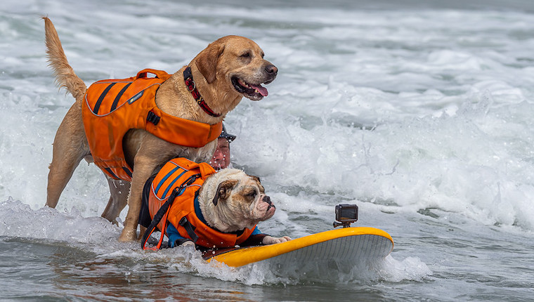 Dog Named Sugar Wins 1st Place at Surf Dog Surf-A-Thon