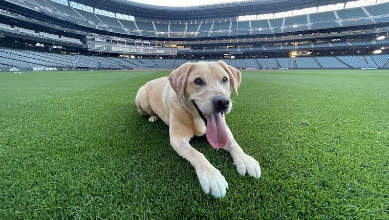 Seattle Mariners Adopt Clubhouse Dog - DogTime