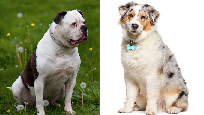 American Bull Aussie Breed Pictures, Characteristics, and Facts