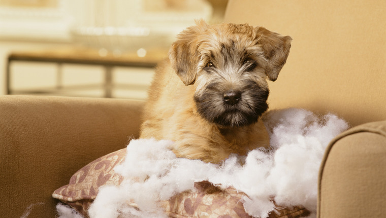 New Device Helps Dog Parents Track Their Pets - DogTime