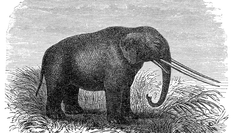 Dog Finds Six Million Year Old Mastodon Bone - DogTime