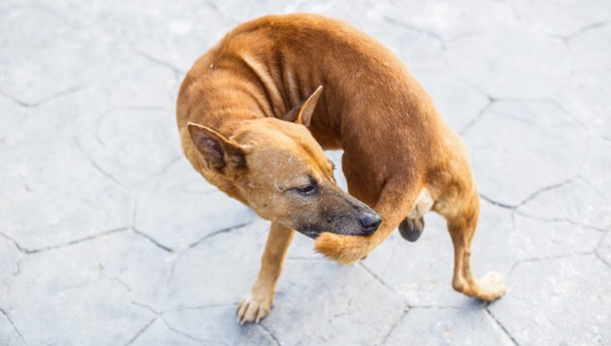 Happy Tail Syndrome in Dogs: Symptoms, Causes, & Treatments - DogTime