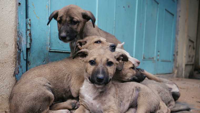 Getting Indian Street Dogs the Help They Need - DogTime