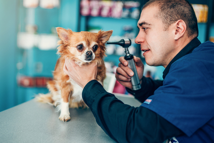 Deafness in Dogs: Symptoms, Causes, & Treatments - DogTime