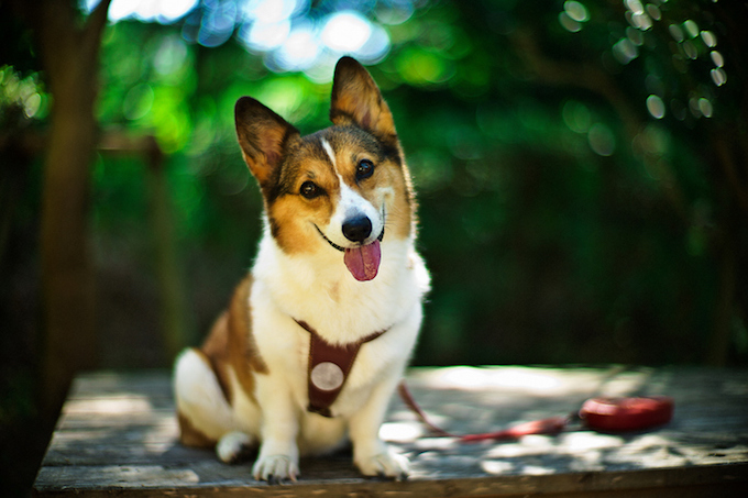 Head Tilt in Dogs: Symptoms, Causes, & Treatments - DogTime