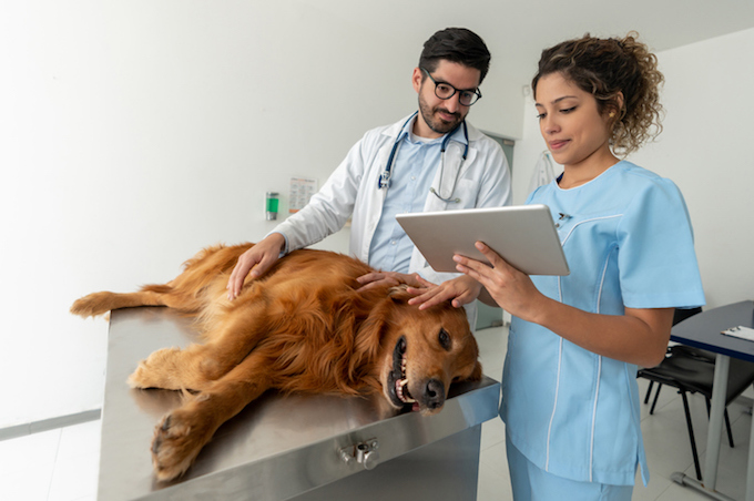 Glomerulonephritis in Dogs: Symptoms, Causes, & Treatments