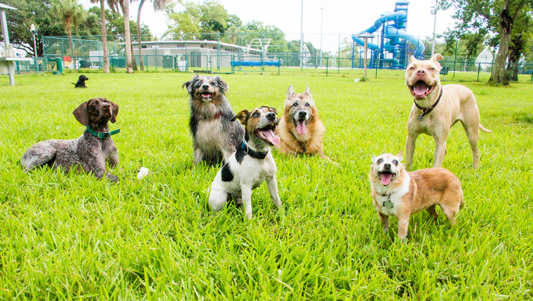 Girl Scouts Fund Play Area for Shelter Dogs - DogTime