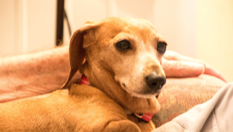 New Study Helps To Determine if Your Dog Will Suffer From Dementia