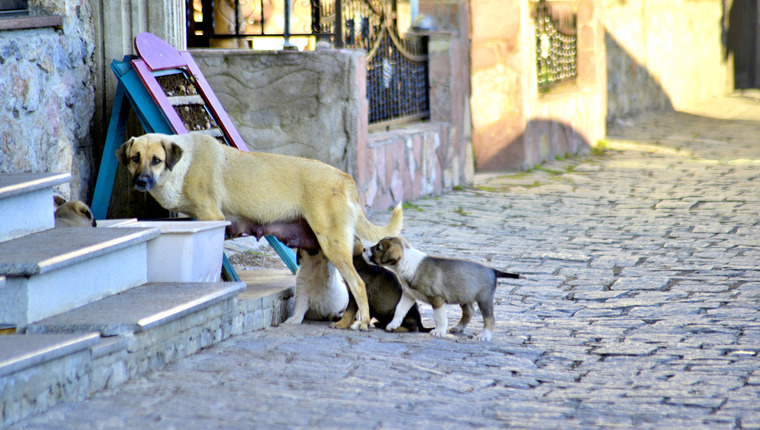 Macedonian Stray Dogs Are Threatening Local Wildlife - DogTime