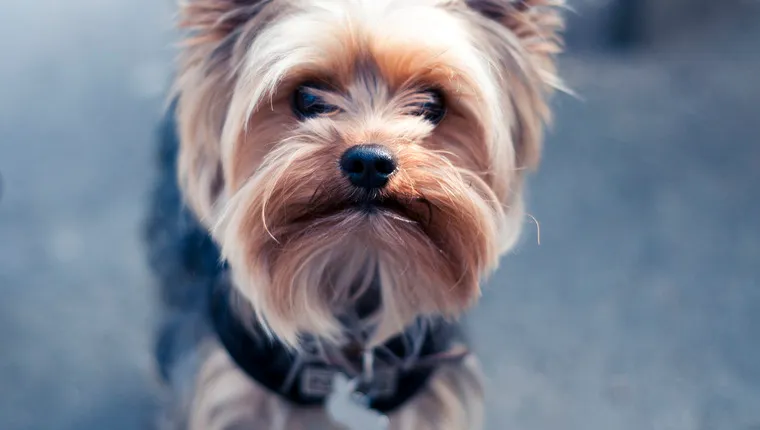 Lifesaving Dog Nominated for Bravery Award - DogTime